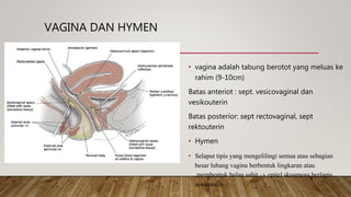 anatomy maternal | PPTX