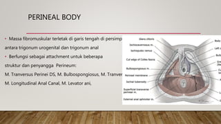 anatomy maternal | PPTX