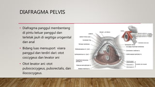 anatomy maternal | PPTX