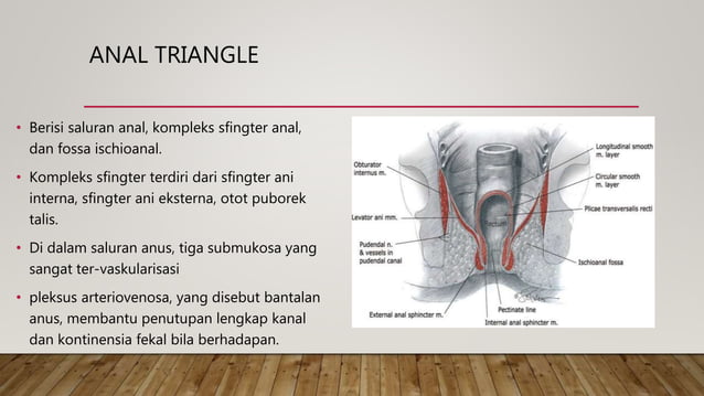 anatomy maternal | PPTX