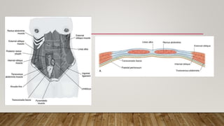 anatomy maternal | PPTX