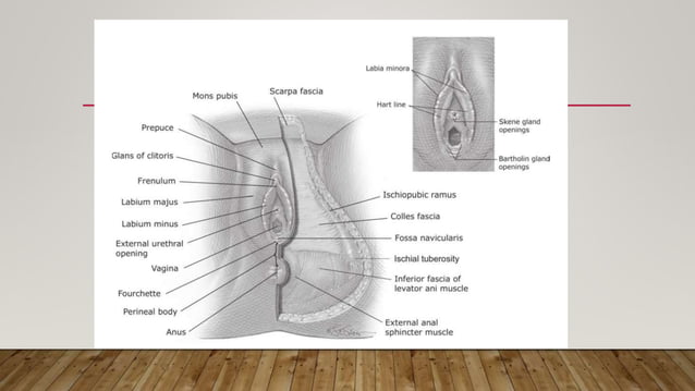 anatomy maternal | PPTX