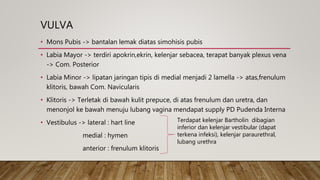 anatomy maternal | PPTX