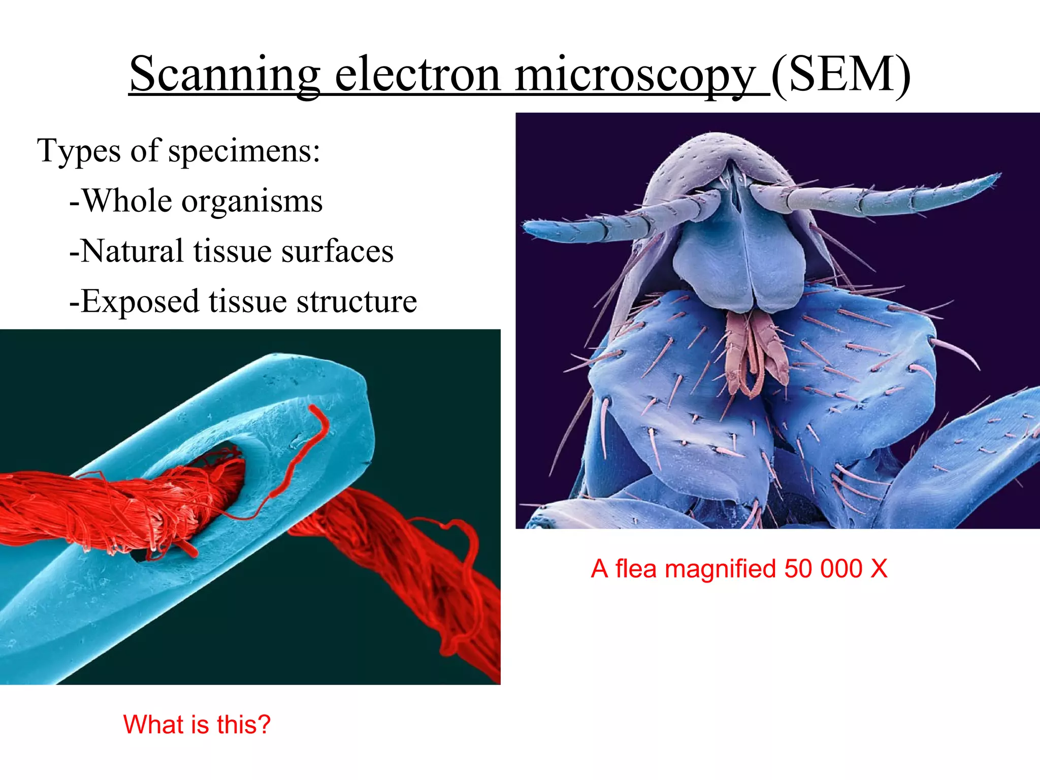 Types of Microscope | PPT