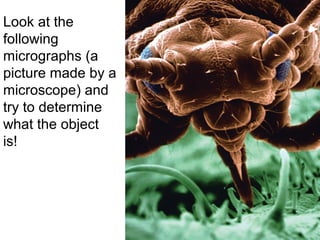Types of Microscope | PPT