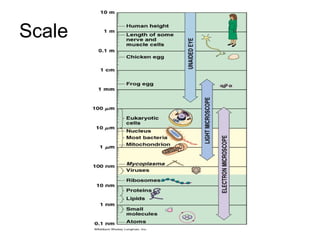 Types of Microscope | PPT