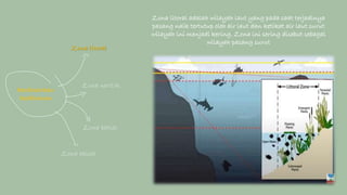 PPT Zonasi Laut KLP II.pptx