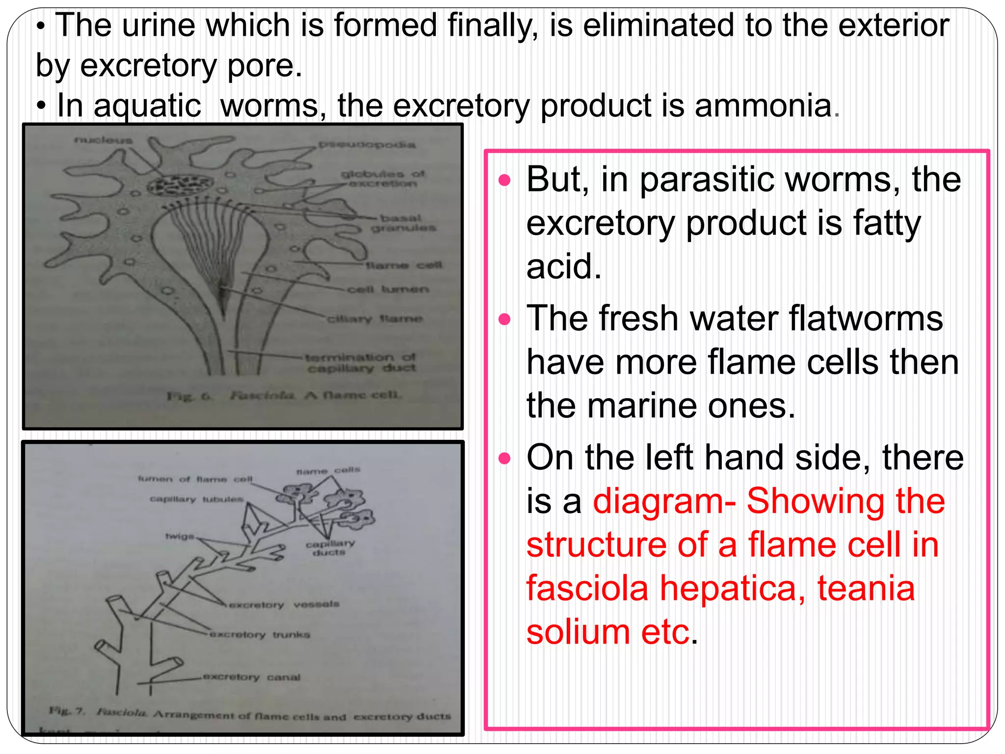 osmoregulation in invertebrates. | PPTX