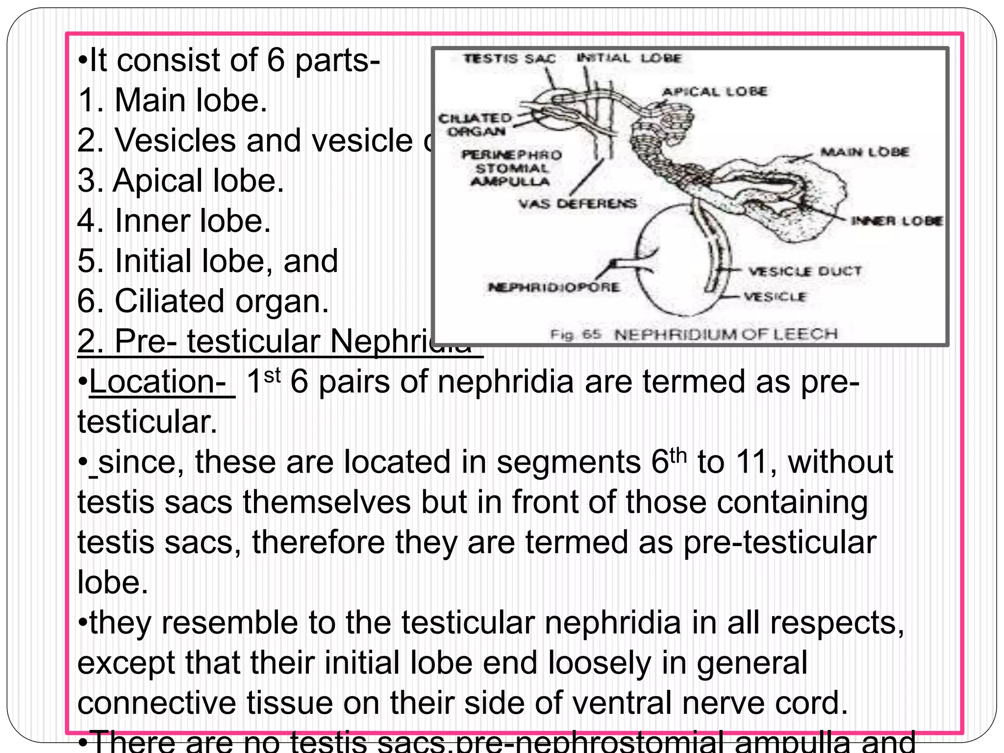 osmoregulation in invertebrates. | PPTX
