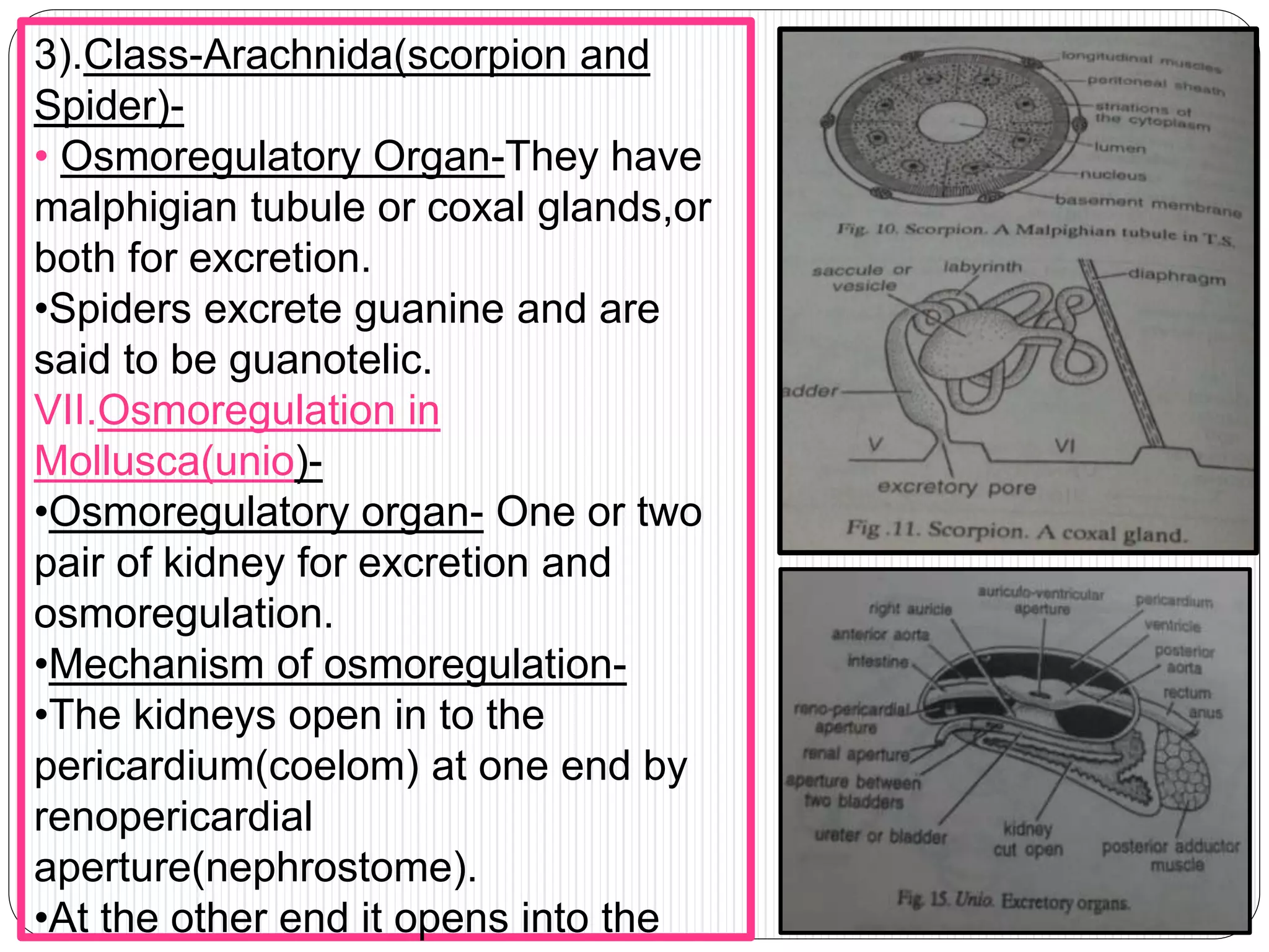 osmoregulation in invertebrates. | PPTX
