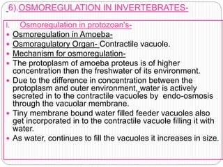 osmoregulation in invertebrates. | PPTX