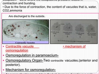 osmoregulation in invertebrates. | PPTX