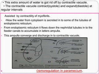 osmoregulation in invertebrates. | PPTX