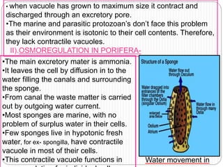 osmoregulation in invertebrates. | PPTX