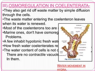 osmoregulation in invertebrates. | PPTX