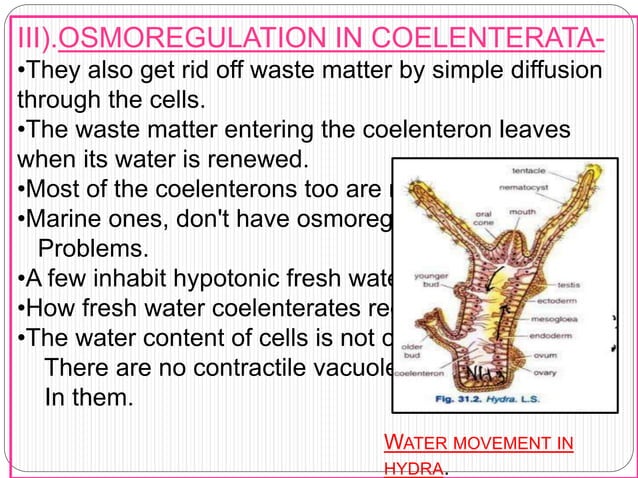 osmoregulation in invertebrates. | PPTX | Biological Sciences | Science
