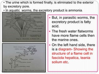 osmoregulation in invertebrates. | PPTX