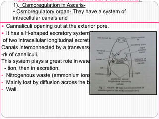 osmoregulation in invertebrates. | PPTX