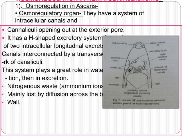 osmoregulation in invertebrates. | PPTX | Biological Sciences | Science
