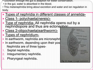 osmoregulation in invertebrates. | PPTX