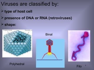 Viruses | PPT