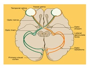 Pp visual pathway topic of the eye and vision | PPTX
