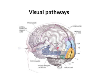 Pp visual pathway topic of the eye and vision | PPTX