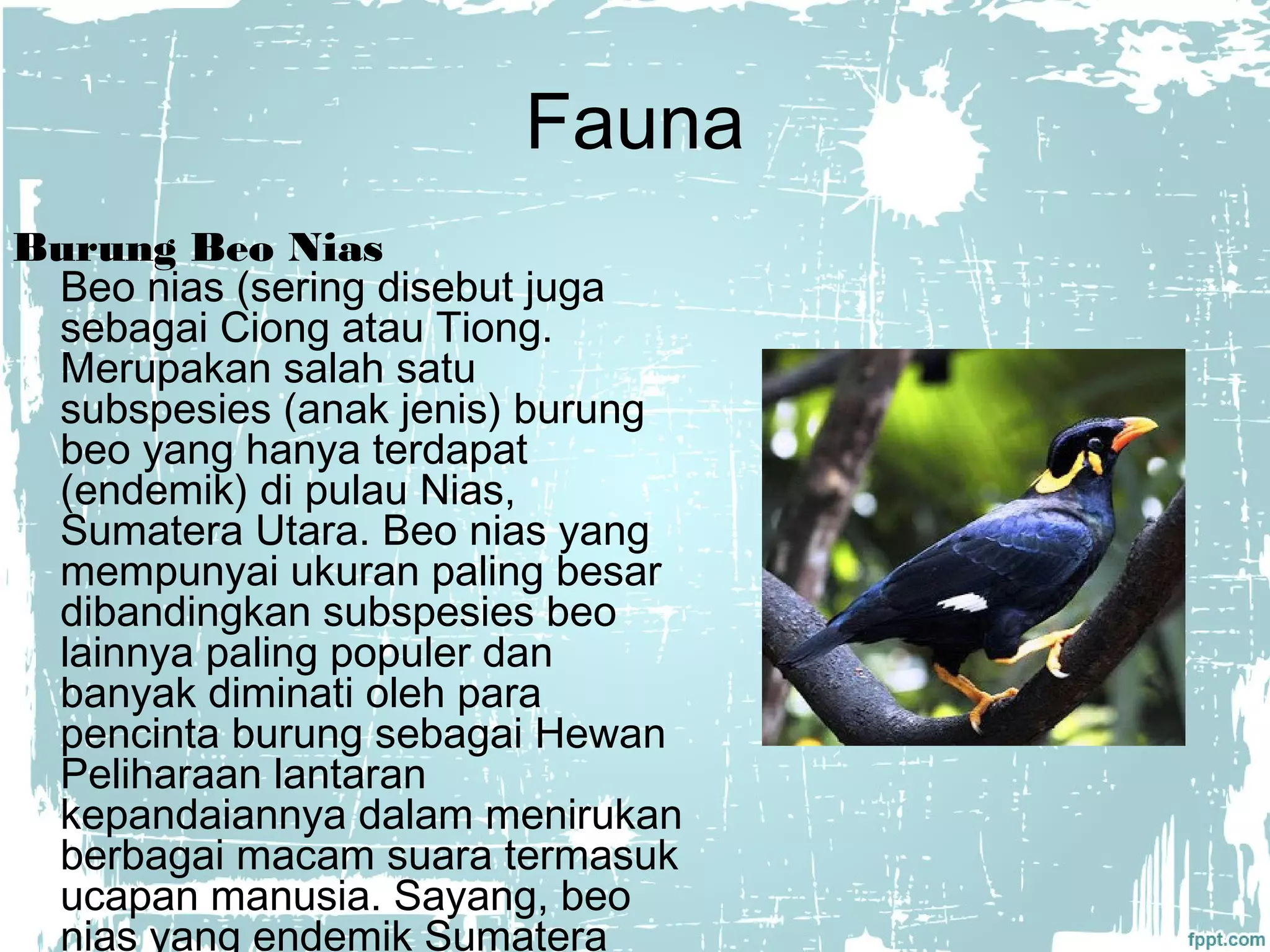 Provinsi Sumatera Utara dan Maluku | PPT