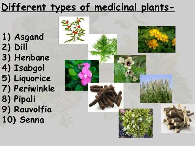 Medicinal Plants And Names