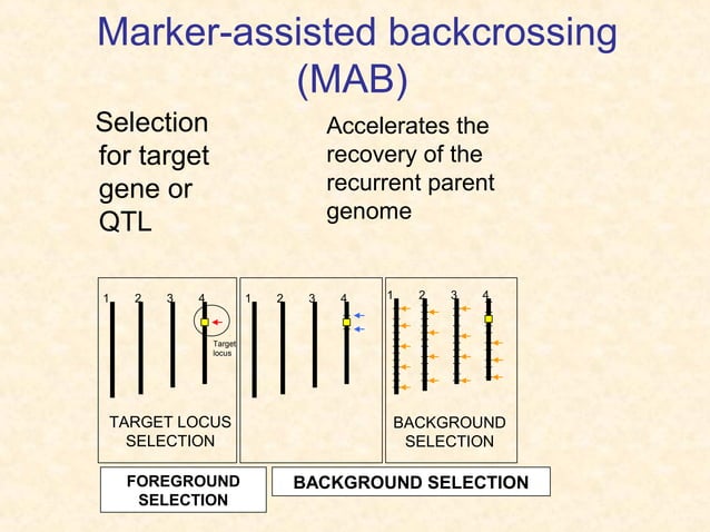 marker assisted selection | PPT | Genetics | Science