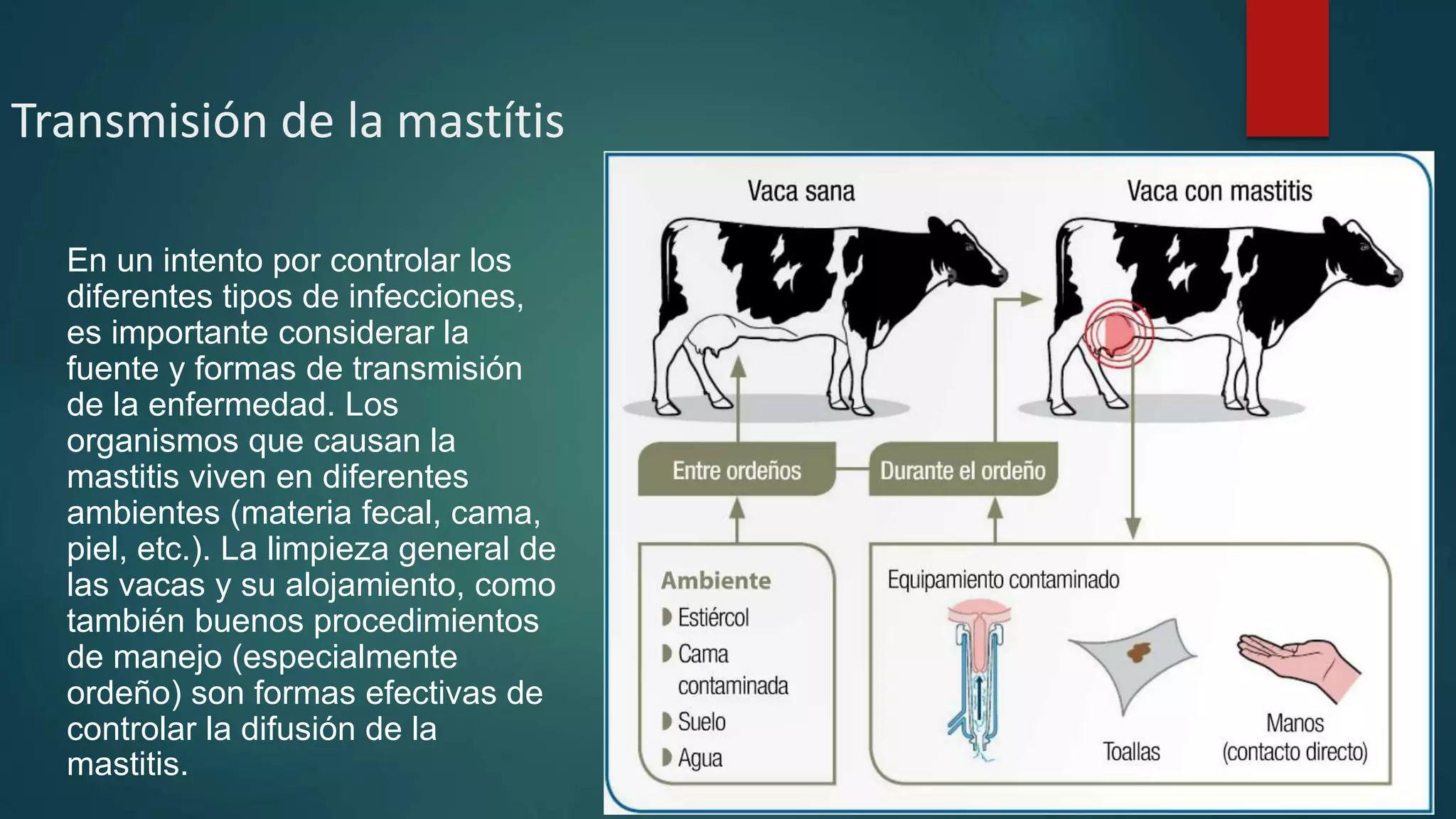 La Mastítis bovina | PPTX