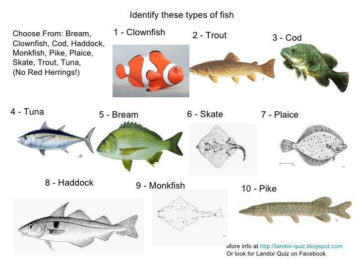 Types Of Fish Picture Quiz