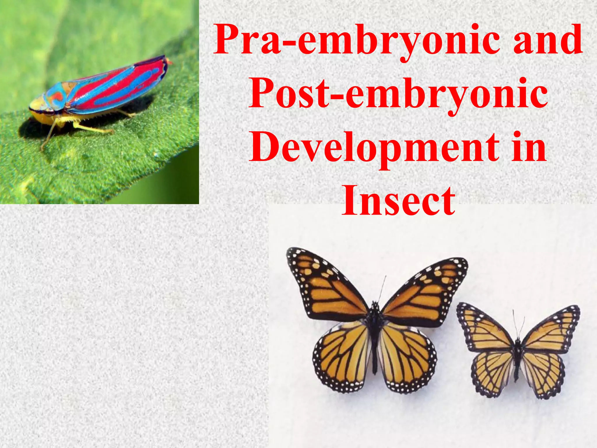 Pra embryonic and post-embryonic development in insect | PDF