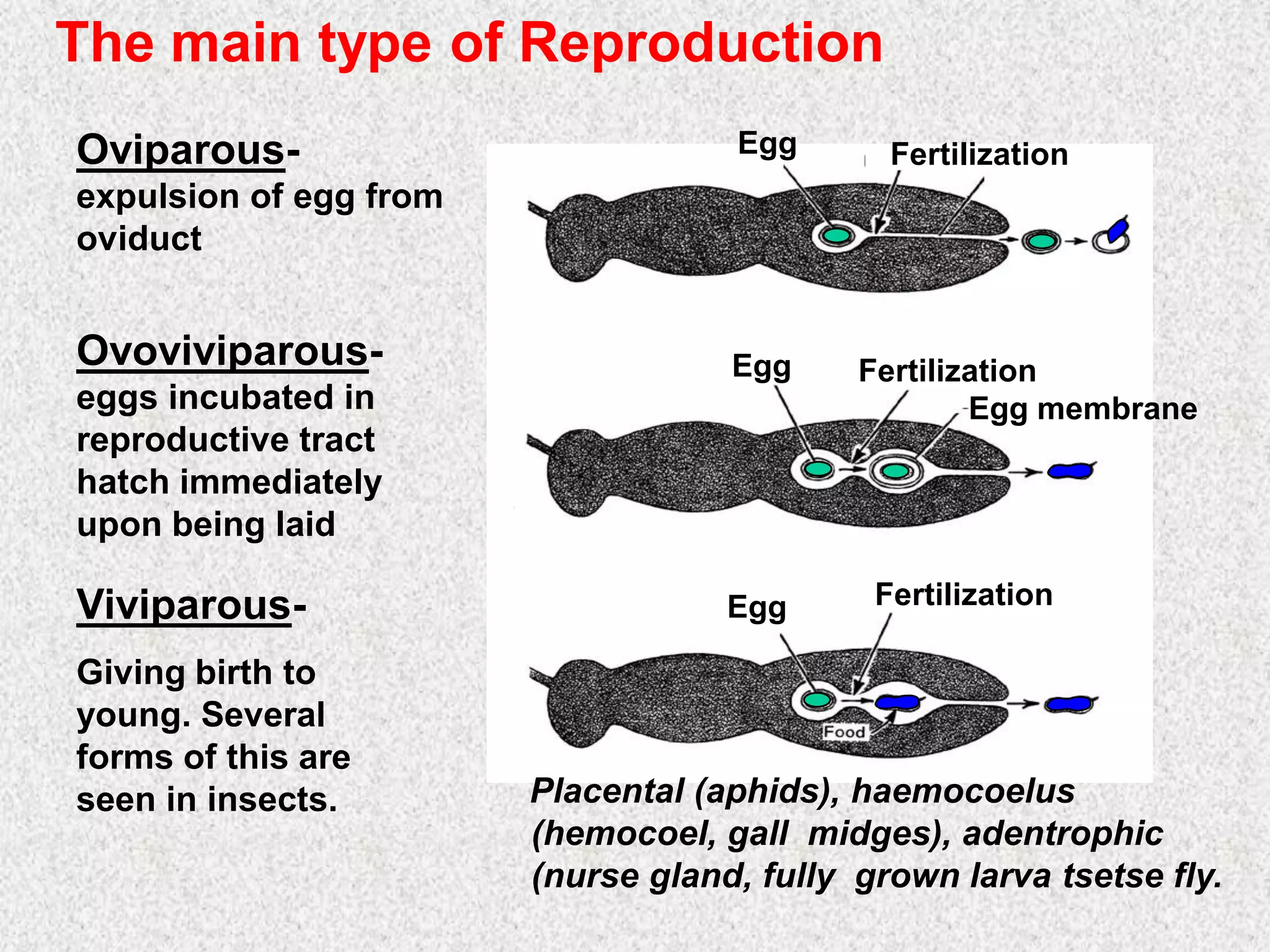 Pra embryonic and post-embryonic development in insect | PDF