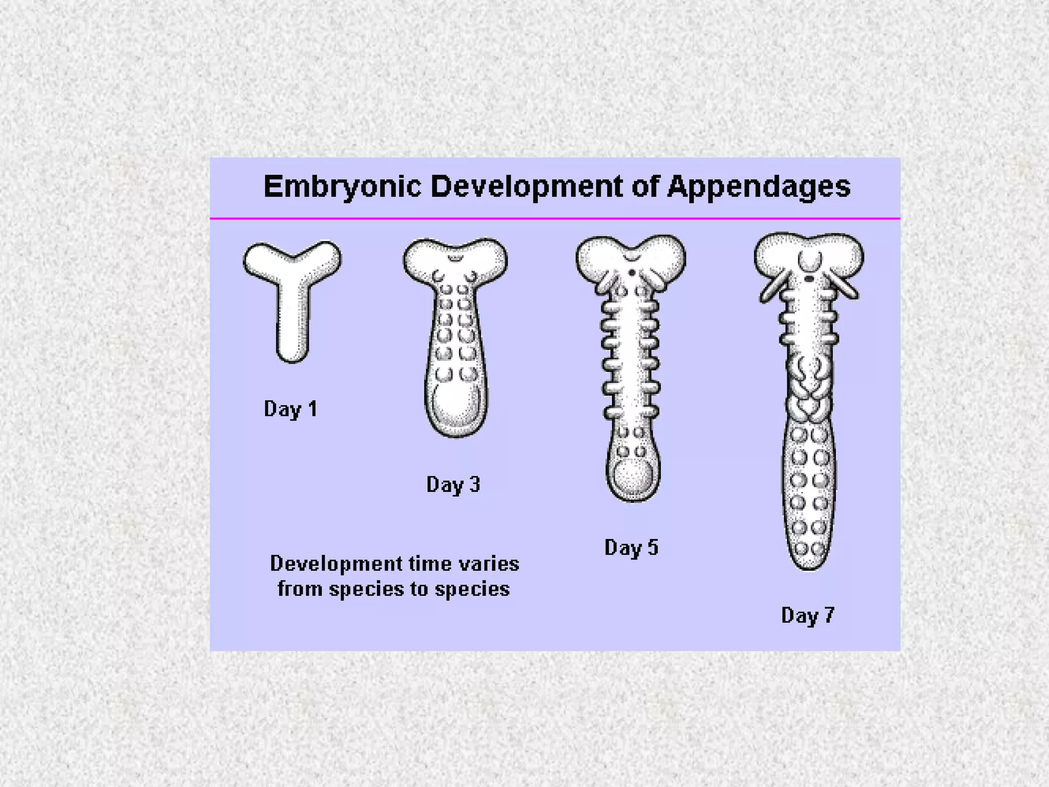 Pra embryonic and post-embryonic development in insect | PDF
