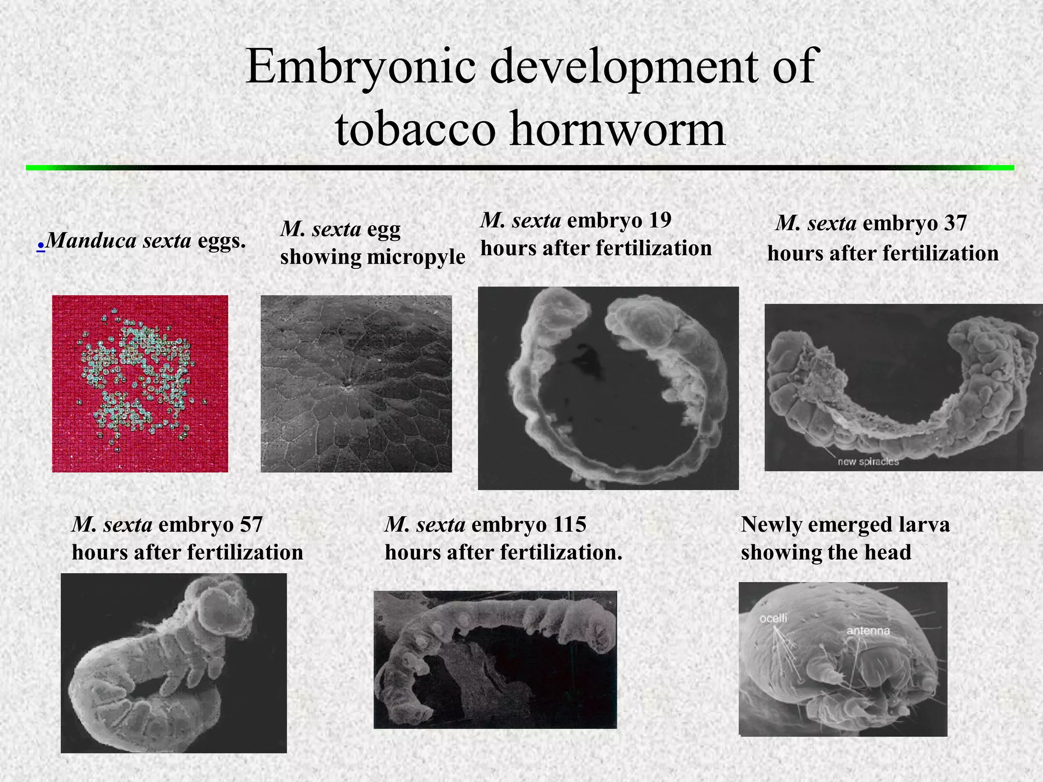Pra embryonic and post-embryonic development in insect | PDF