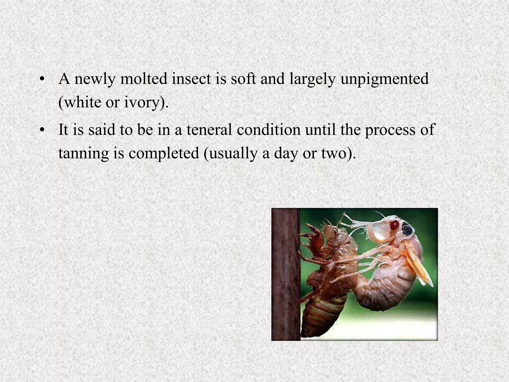 Pra embryonic and post-embryonic development in insect | PDF