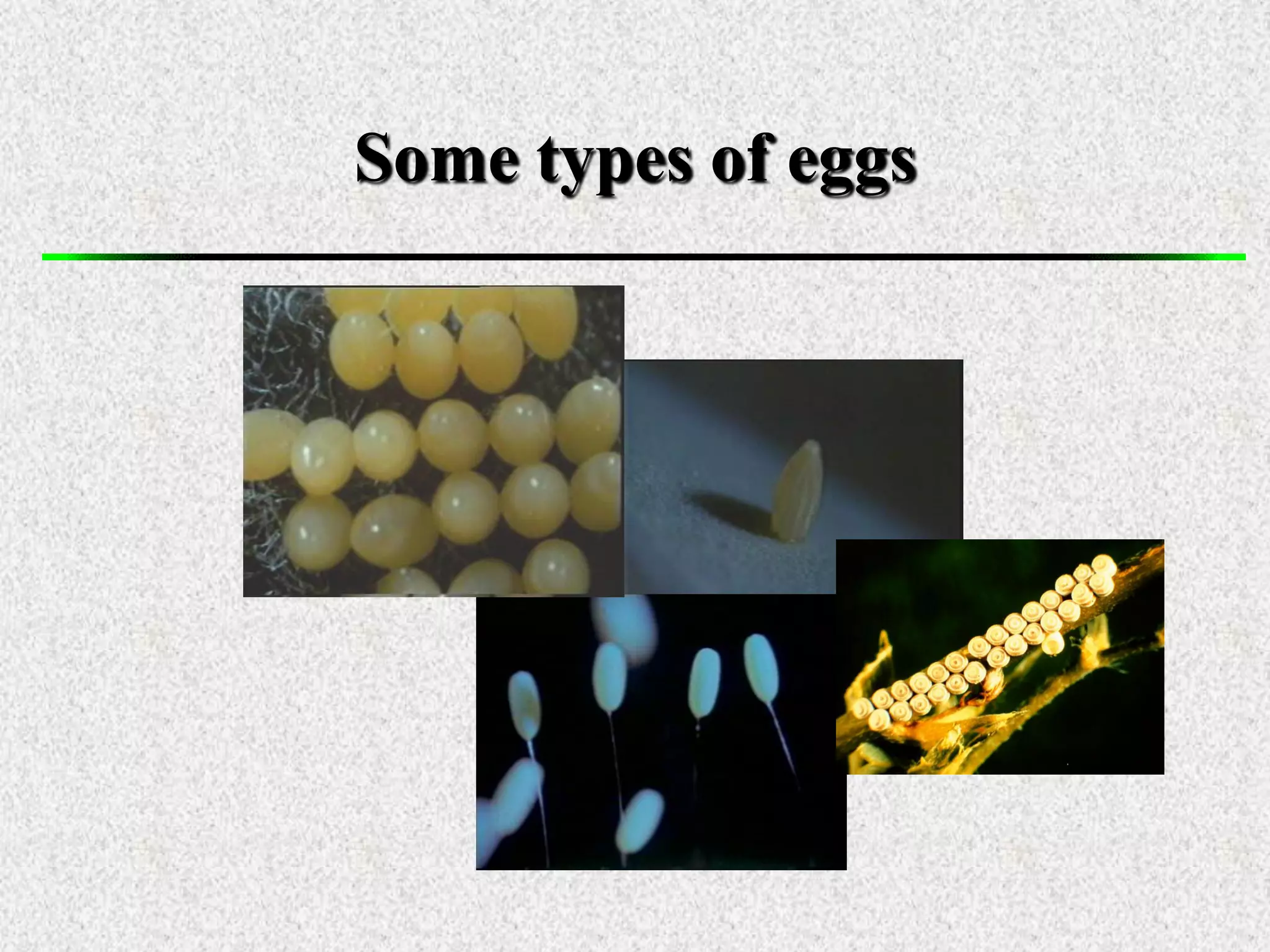Pra embryonic and post-embryonic development in insect | PDF