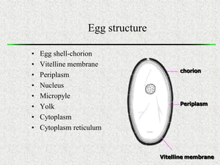 Pra embryonic and post-embryonic development in insect | PDF