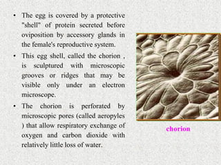 Pra embryonic and post-embryonic development in insect | PDF