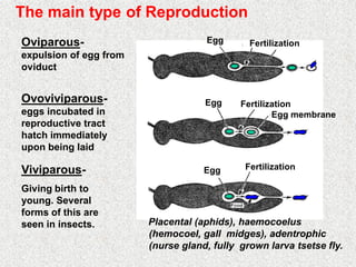 Pra embryonic and post-embryonic development in insect | PDF