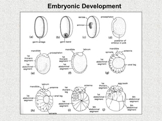 Pra embryonic and post-embryonic development in insect | PDF