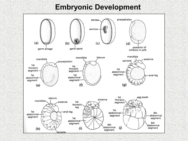 Pra embryonic and post-embryonic development in insect | PDF ...