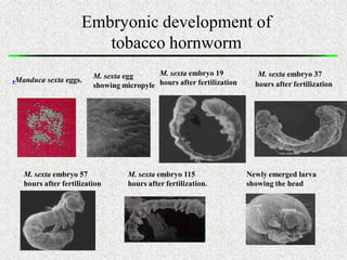 Pra embryonic and post-embryonic development in insect | PDF