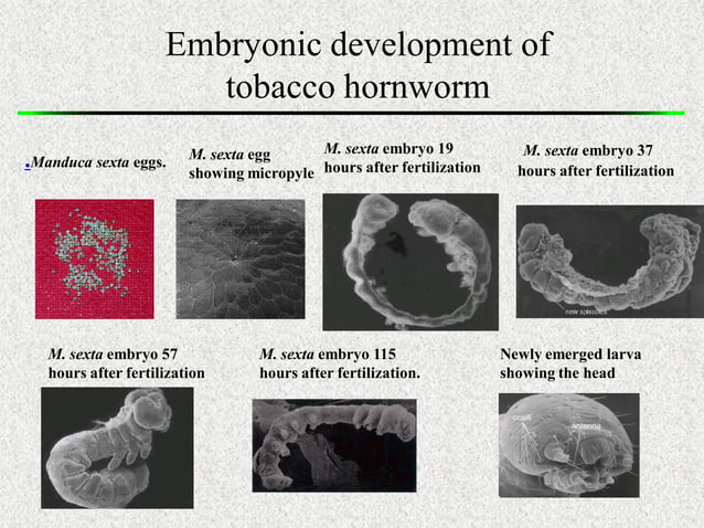 Pra embryonic and post-embryonic development in insect | PDF ...