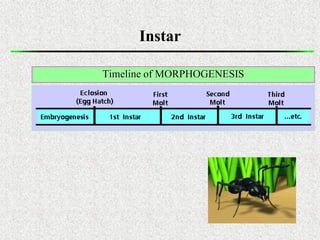 Pra embryonic and post-embryonic development in insect | PDF