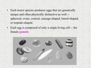 Pra embryonic and post-embryonic development in insect | PDF