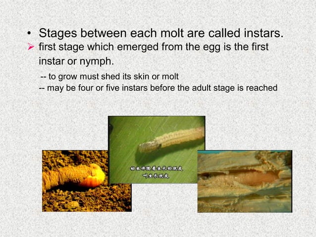 Pra embryonic and post-embryonic development in insect | PPT