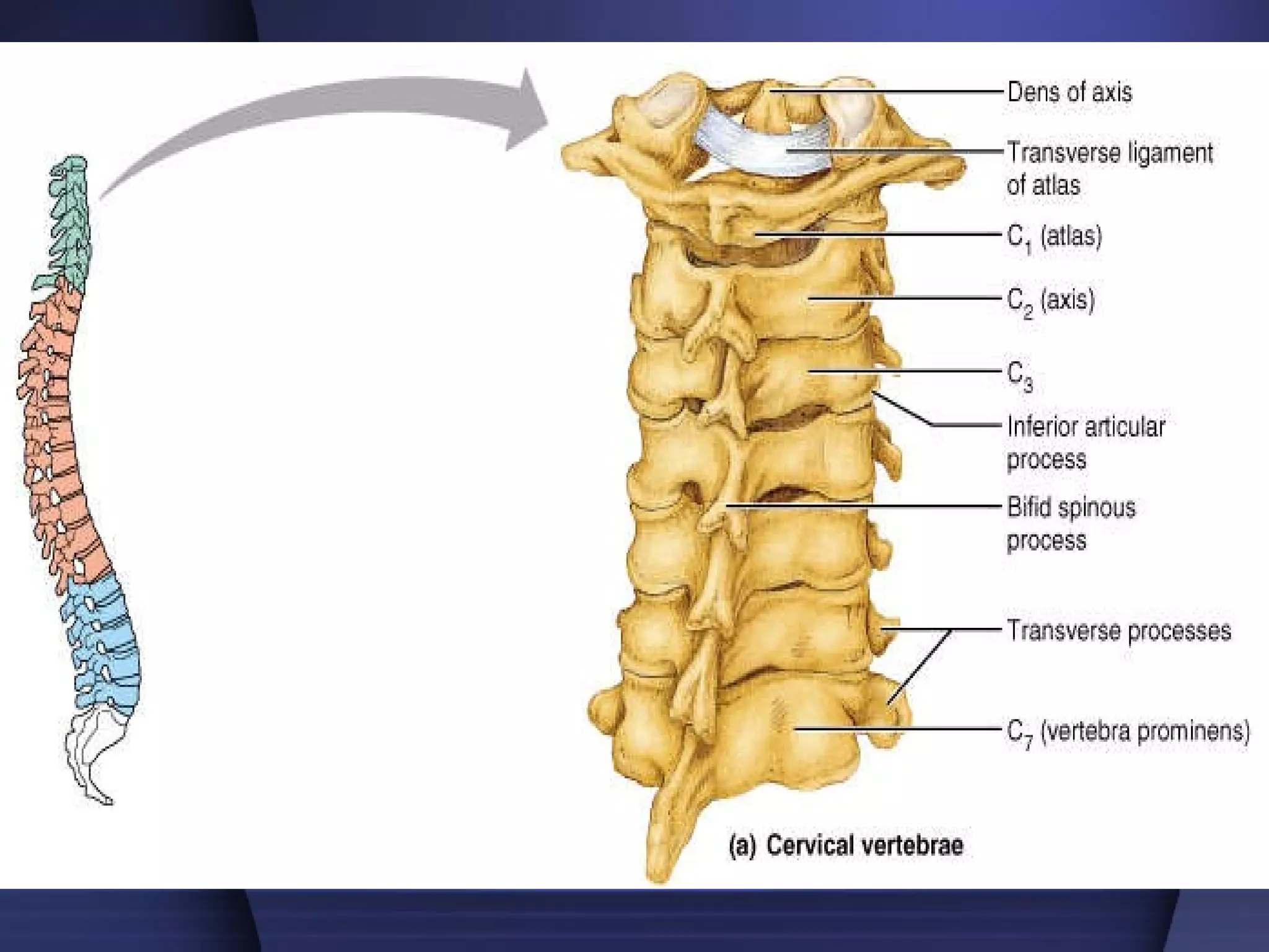 Pra625 cervical spine | PPT