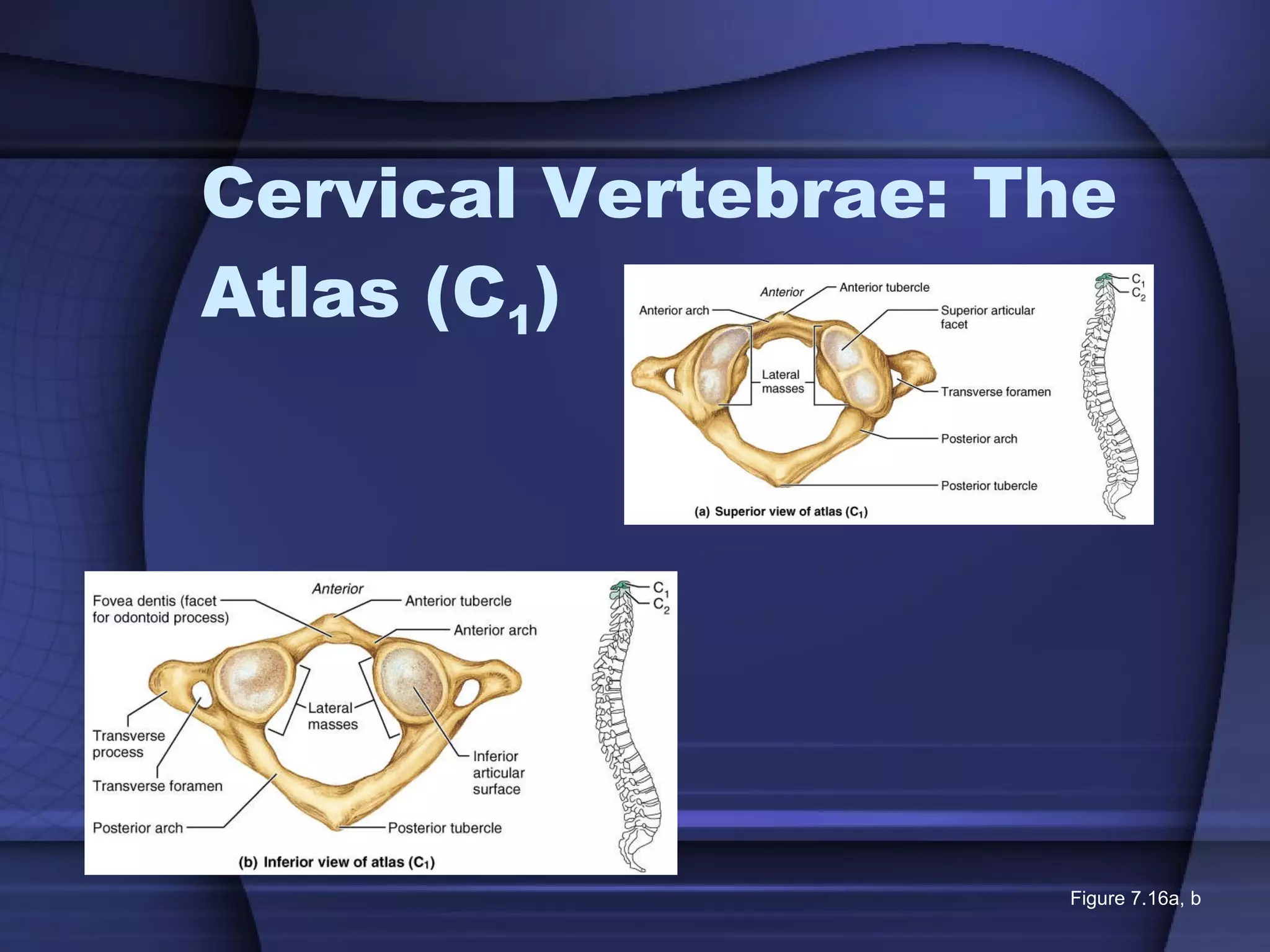 Pra625 cervical spine | PPT